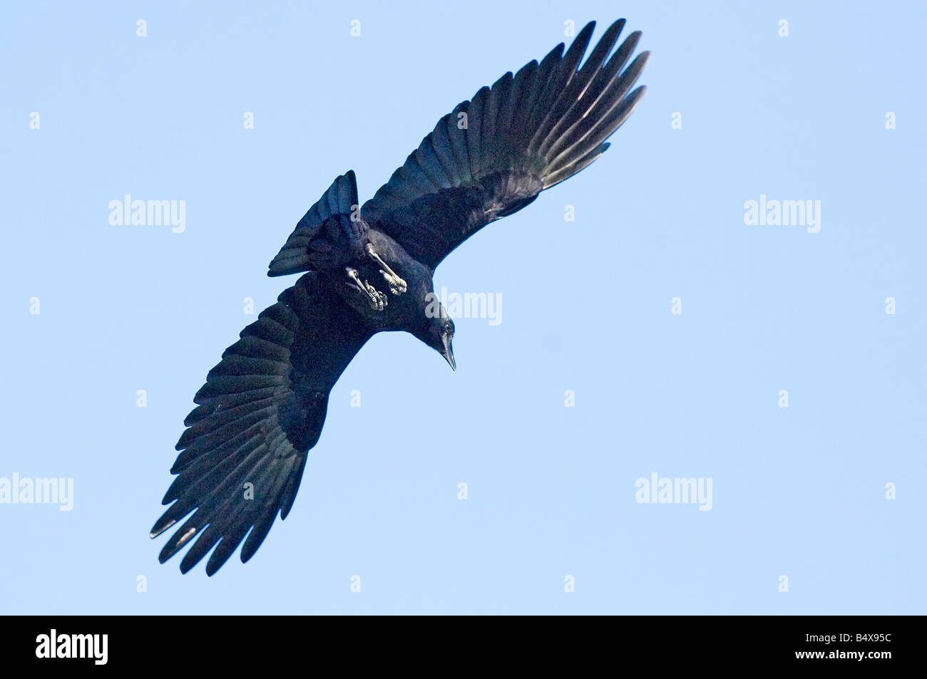 American crow in flight Stock Photo - Alamy