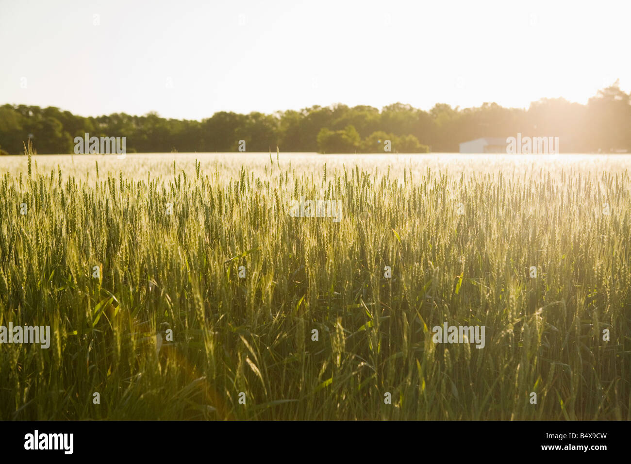 Sunny rural field Stock Photo - Alamy