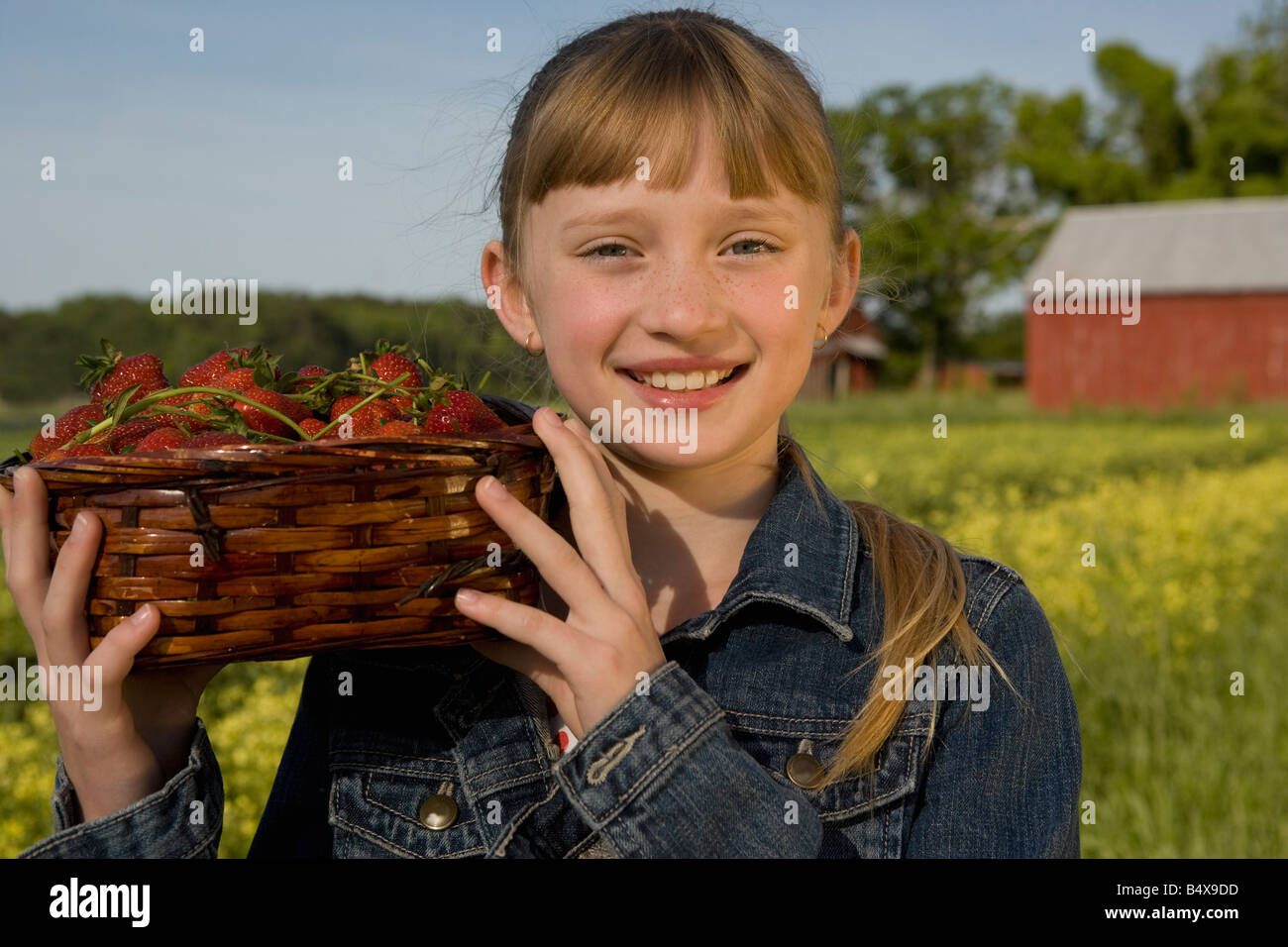 Girl picking strawberries Stock Photo - Alamy