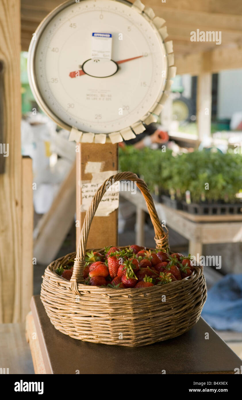 Weighing strawberries hi-res stock photography and images - Alamy