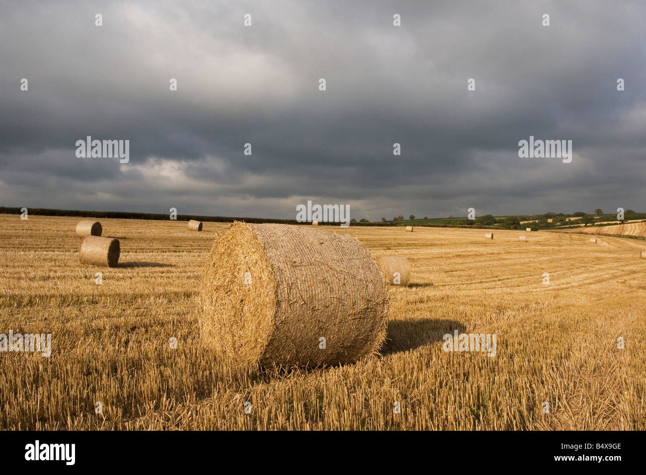 Devon Hay Rolls Stock Photo - Alamy