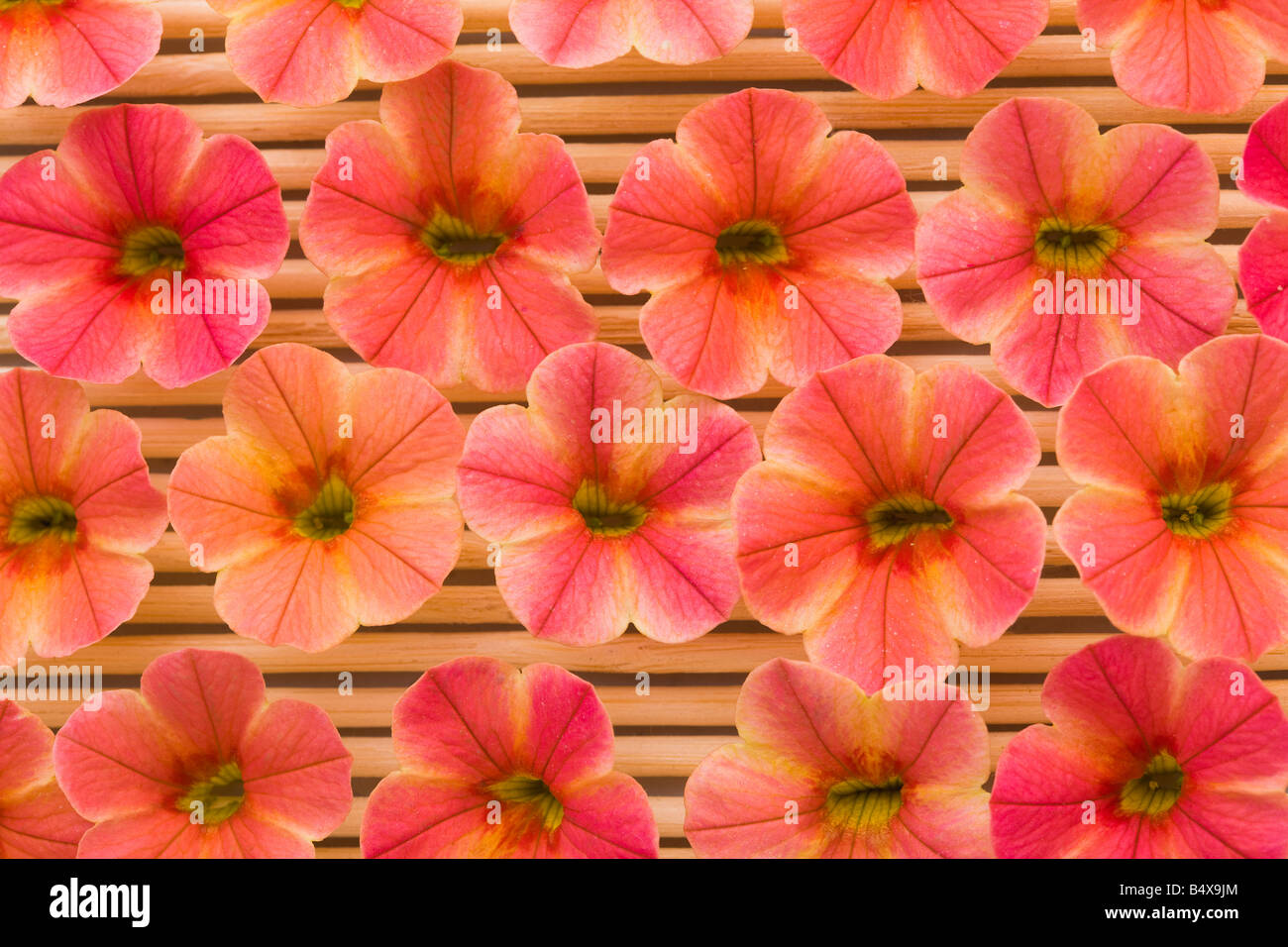 Fresh flowers in a row Stock Photo - Alamy