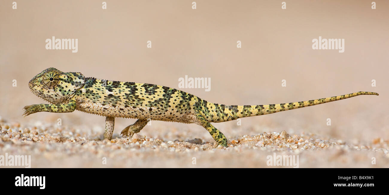 Side view of chameleon walking Stock Photo - Alamy