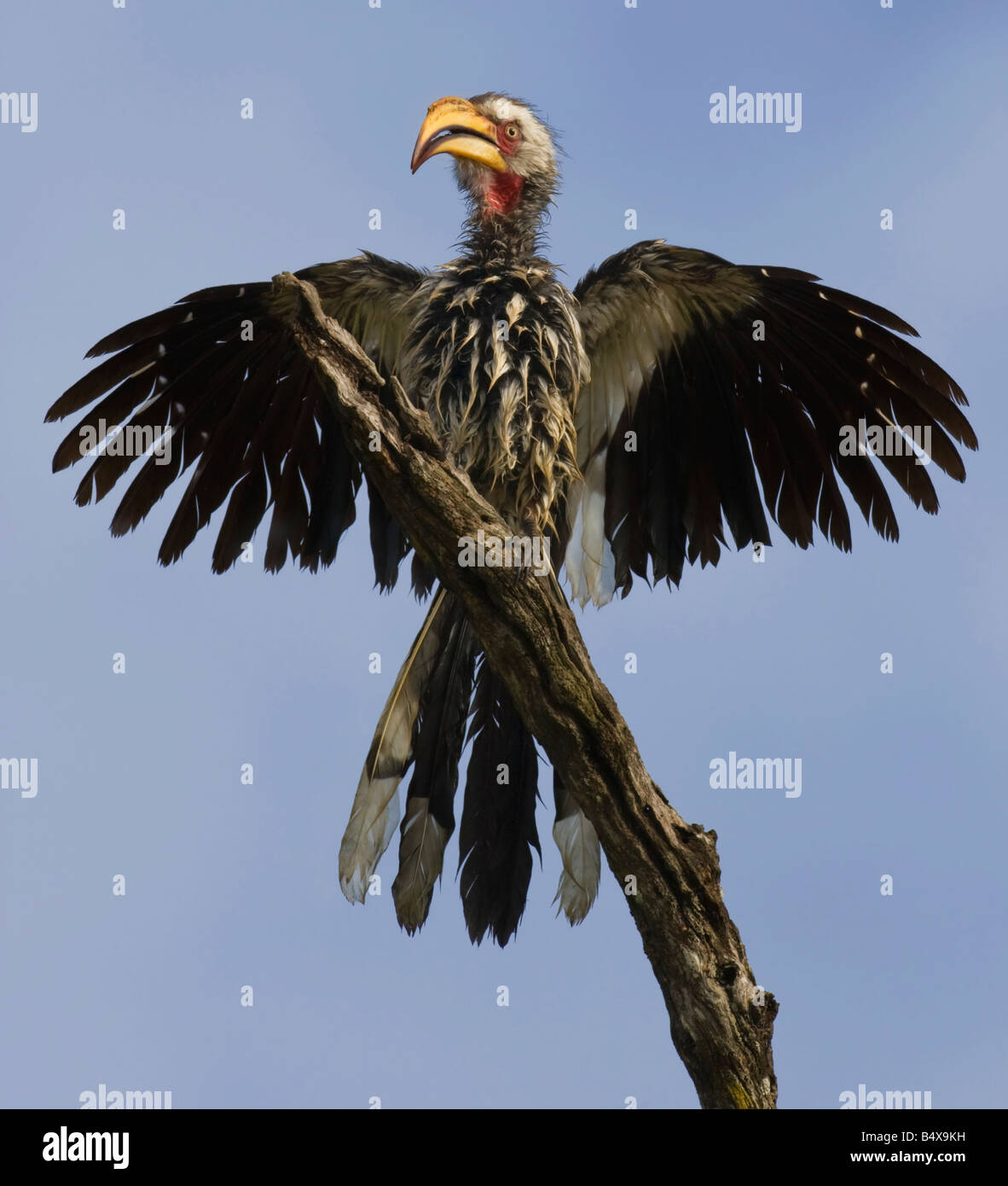 Bird spreading wings Stock Photo - Alamy