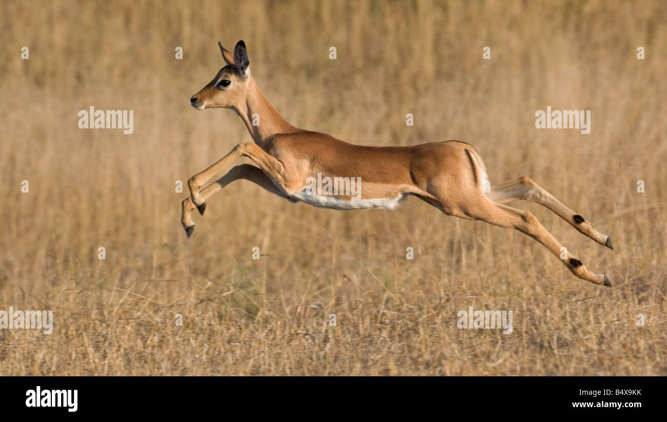 Impala jumping in grass Stock Photo - Alamy