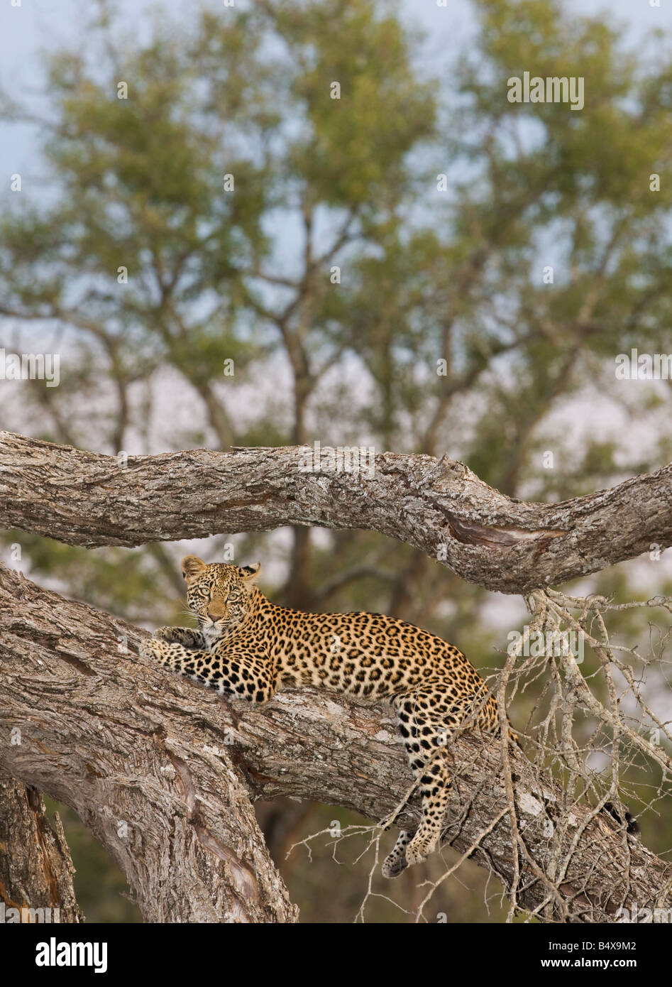 Leopard resting in tree watching hi-res stock photography and images ...