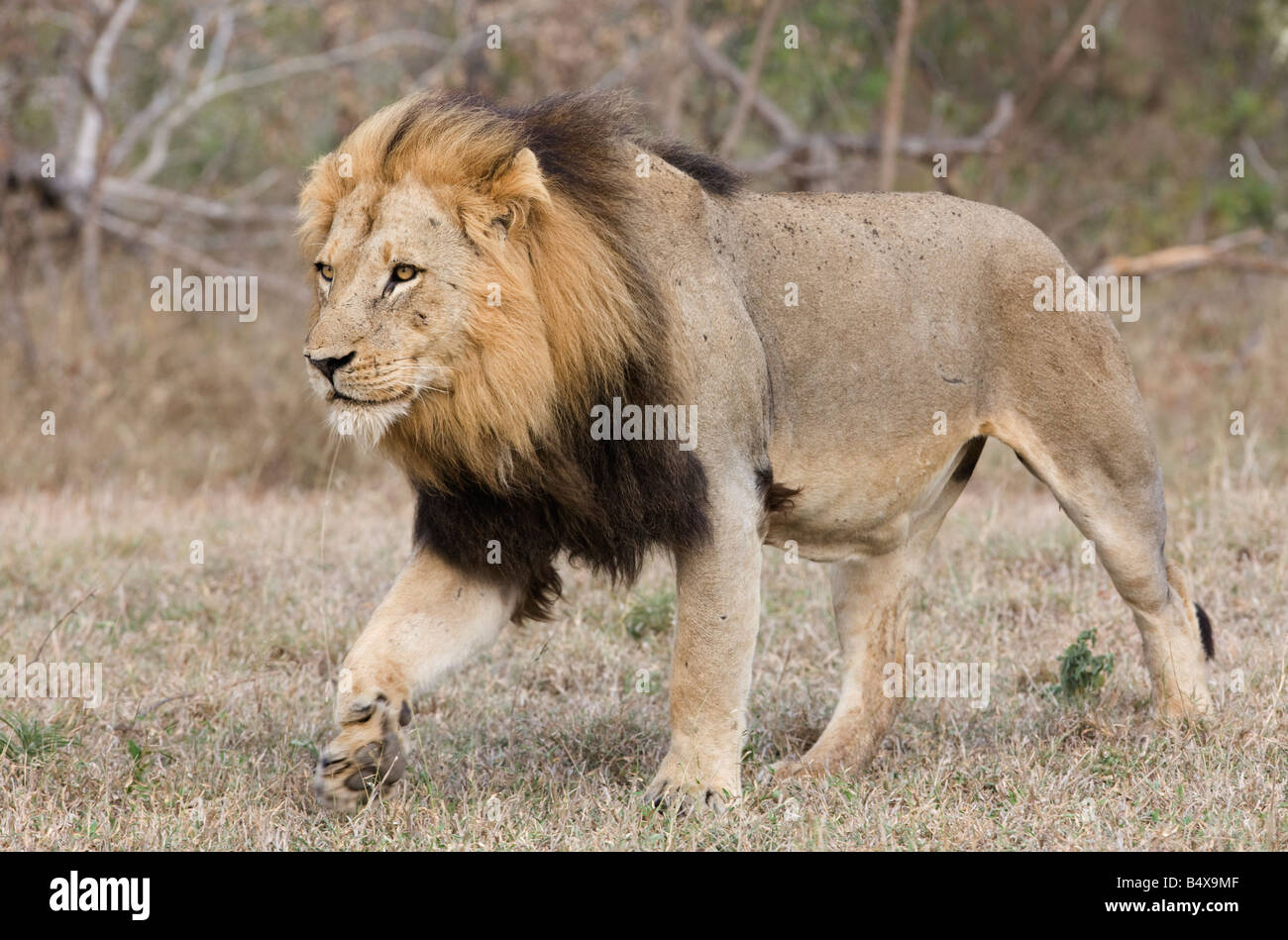 Male lion full view hi-res stock photography and images - Alamy