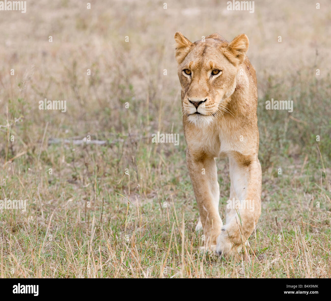 Female lion hi-res stock photography and images - Alamy