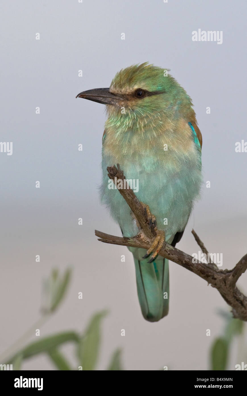 Small bird perched on branch Stock Photo - Alamy