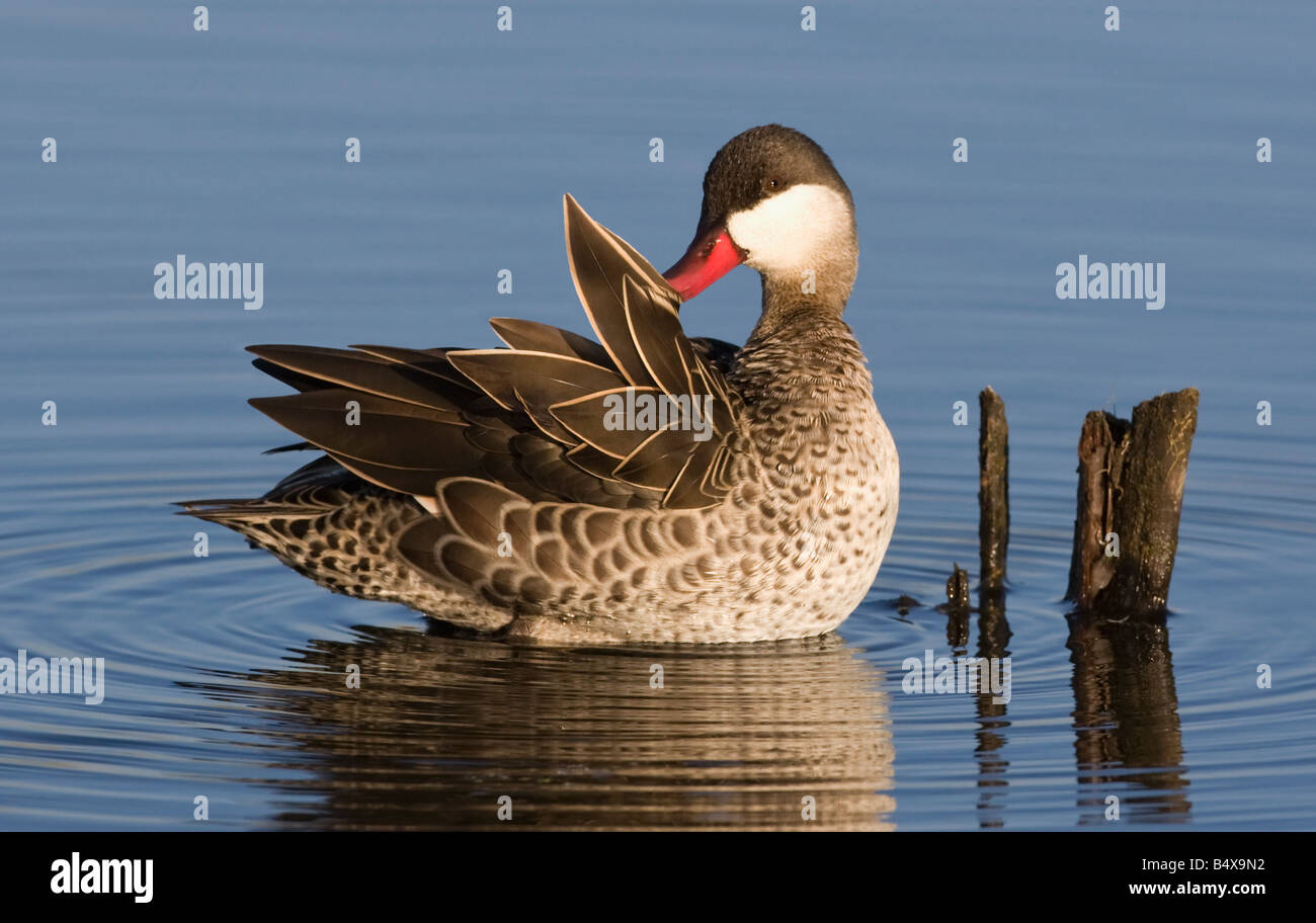Duck preening feathers Stock Photo - Alamy