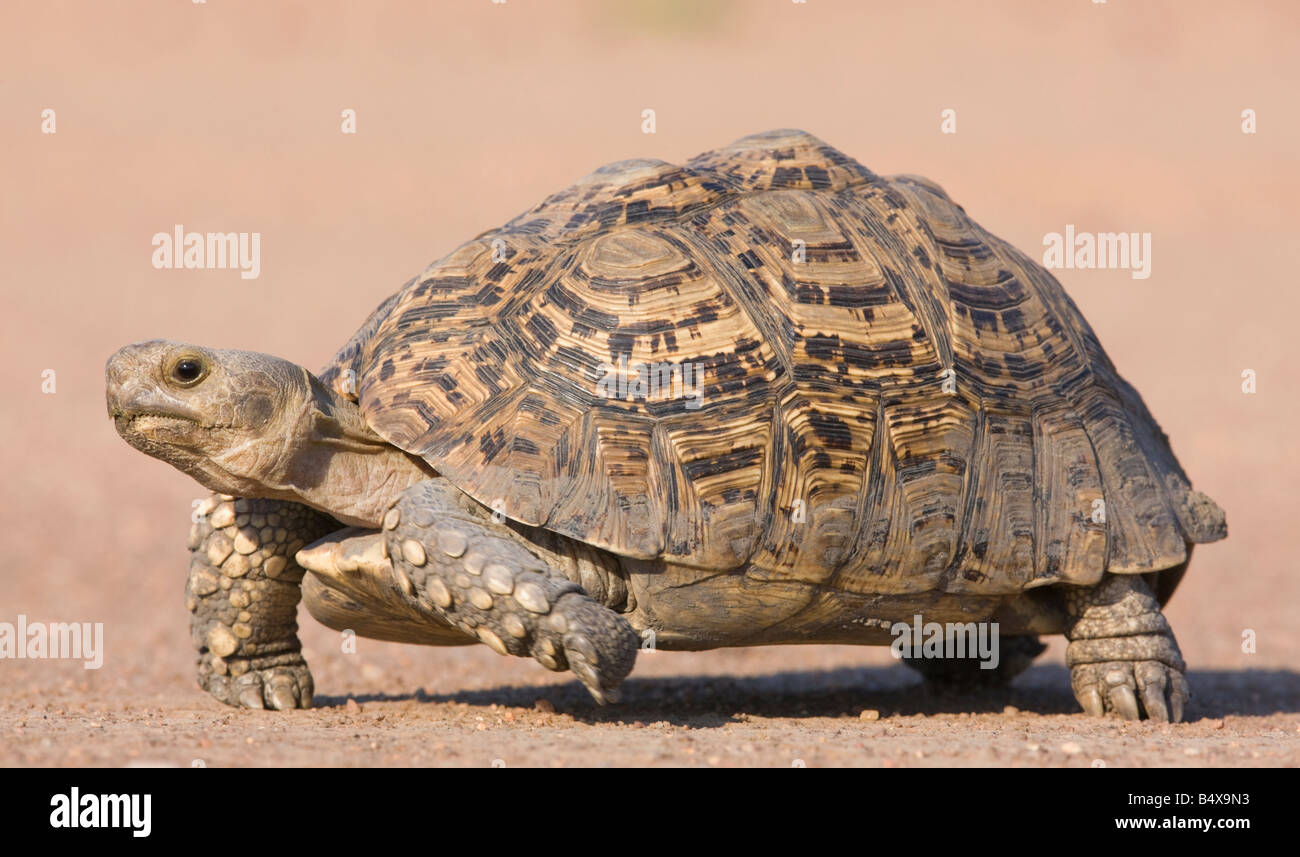 Tortoise photography hi-res stock photography and images - Alamy