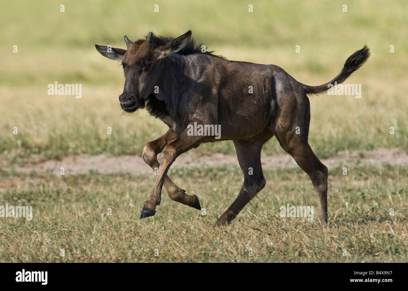 Wildebeest running in grass Stock Photo - Alamy