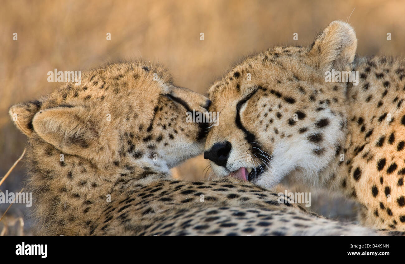 Cheetahs cleaning each other Stock Photo - Alamy