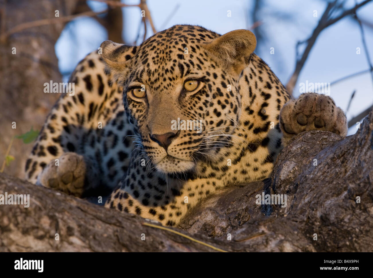 Leopard (Panthera Pardus) resting in tree Stock Photo - Alamy