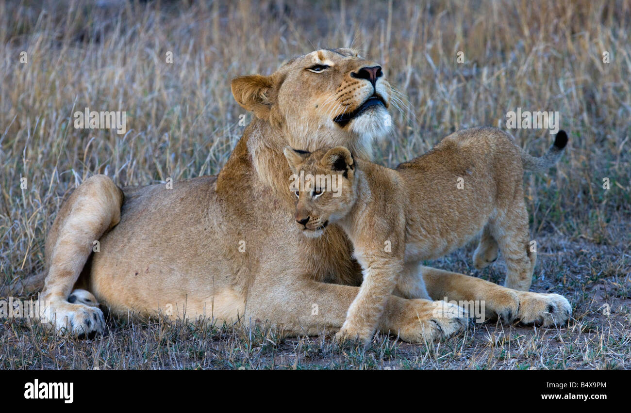 Female lion with cub Stock Photo - Alamy