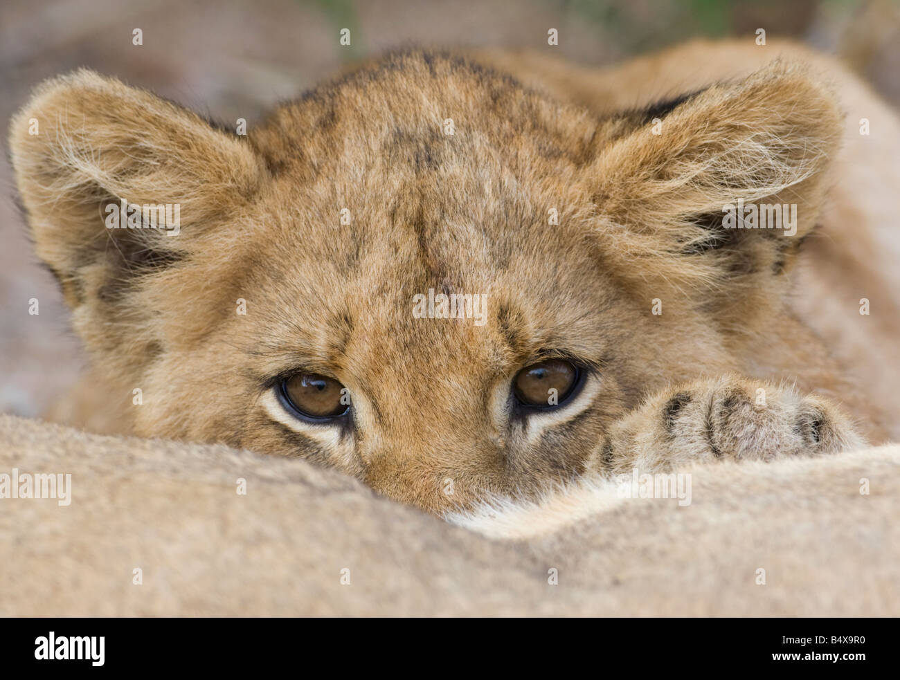 Face to face with lion hi-res stock photography and images - Alamy