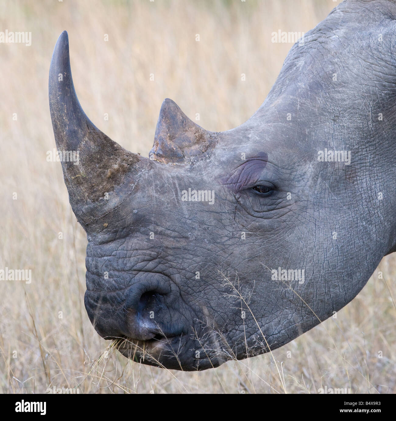 Close up white rhinoceros square hi-res stock photography and images ...