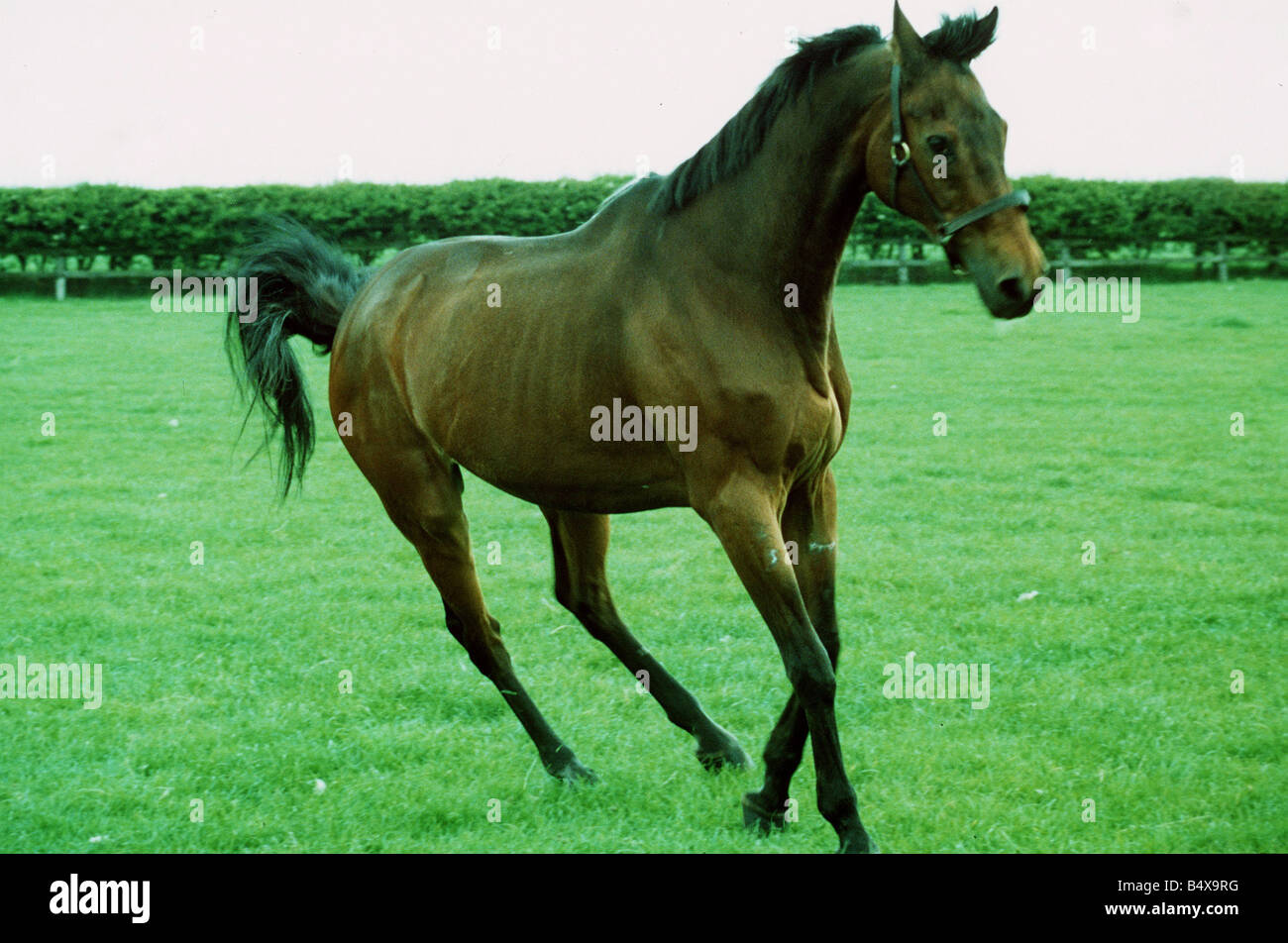 Red Rum racehorse Stock Photo - Alamy