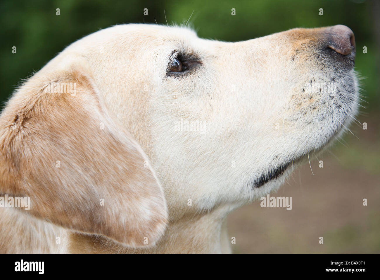 Close up portrait of dog Stock Photo - Alamy