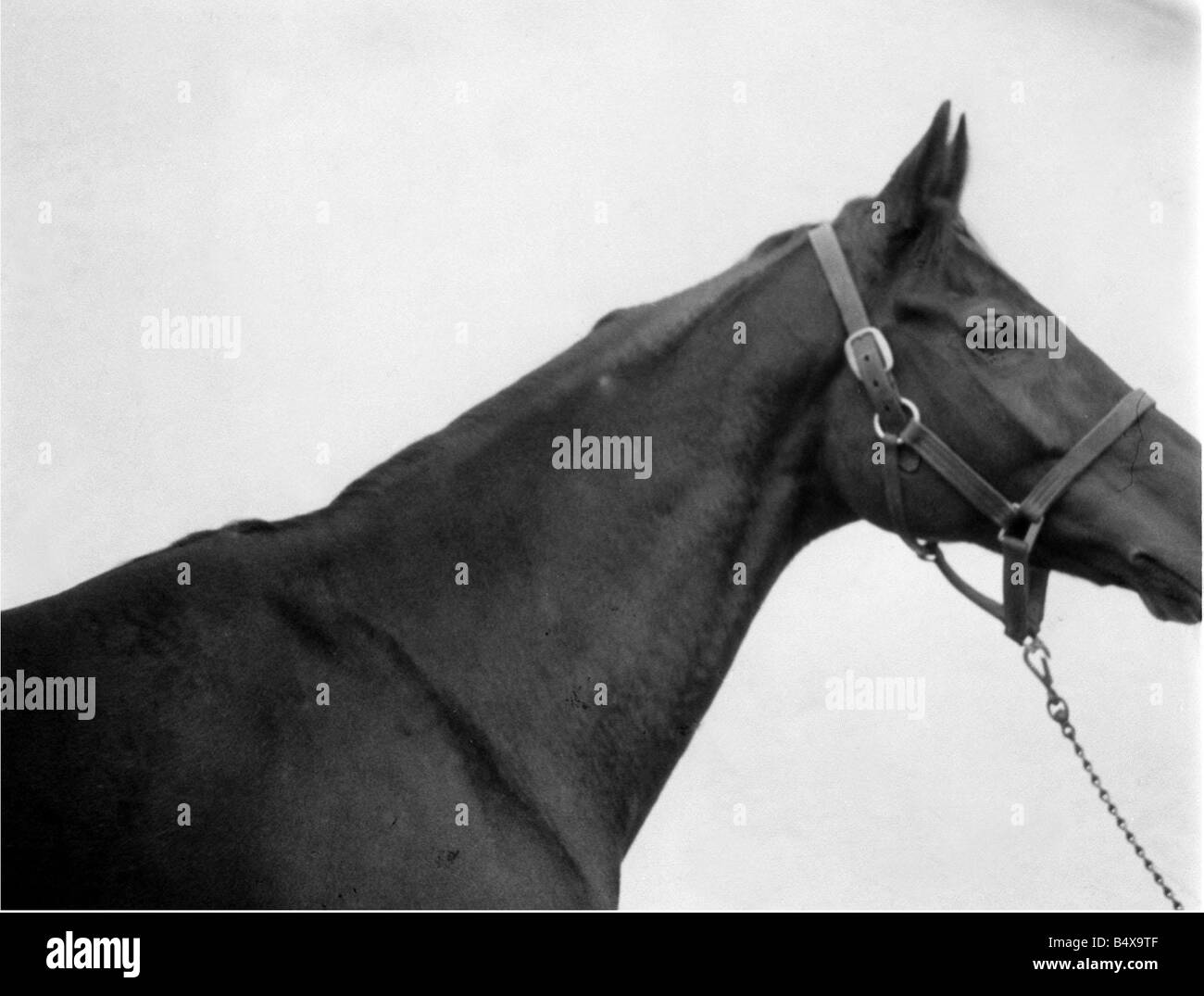 Punters Club offer of Red Rum Mirror colour Nov 1974 picture to the ...