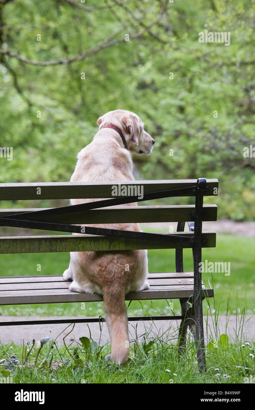 Dog sitting on park bench Stock Photo - Alamy