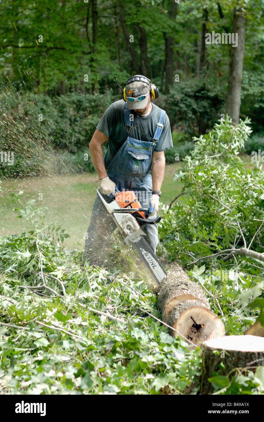 A tree surgeon cutting a fallen Oak tree Stock Photo - Alamy