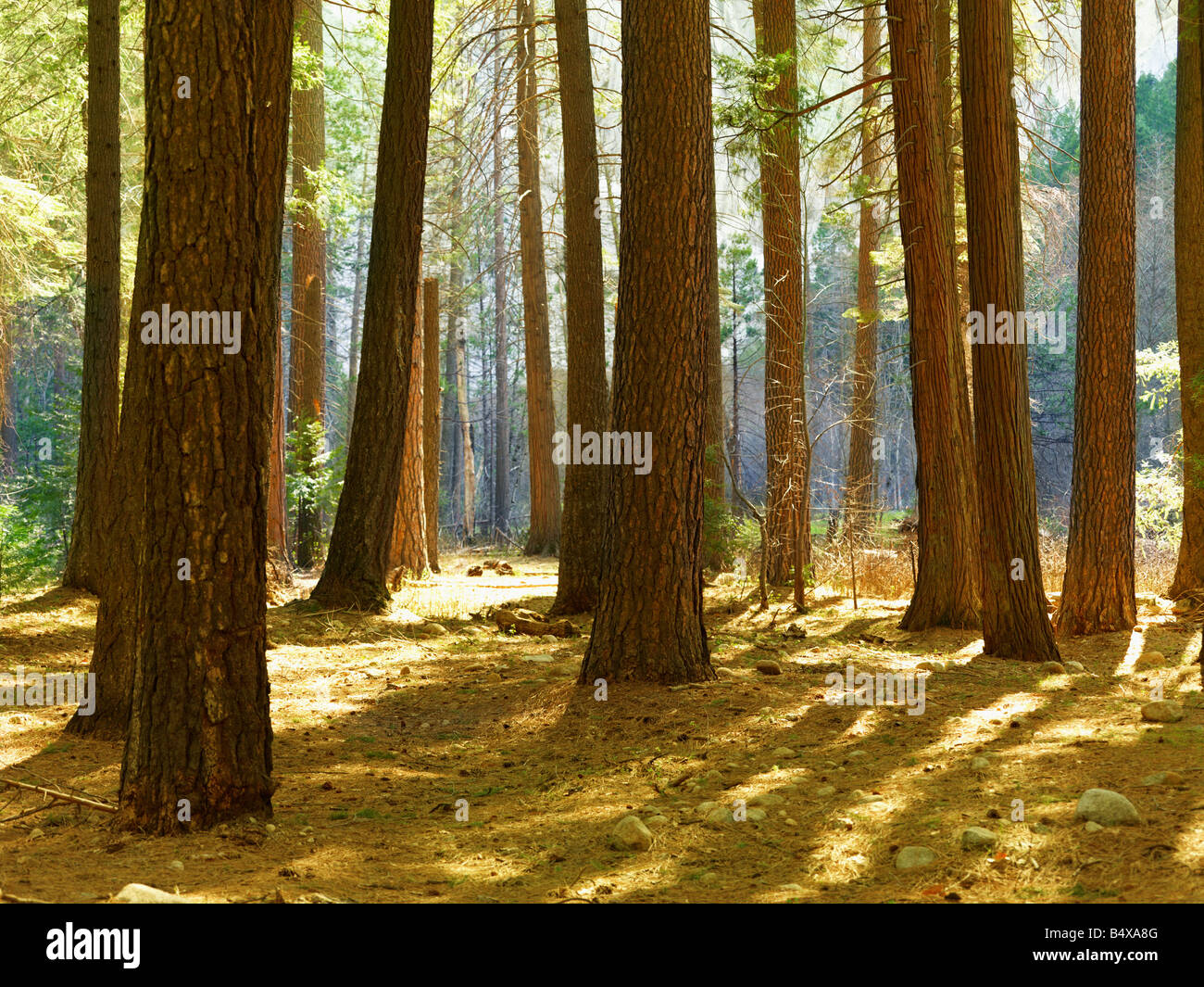 Tranquil forest scene Stock Photo - Alamy