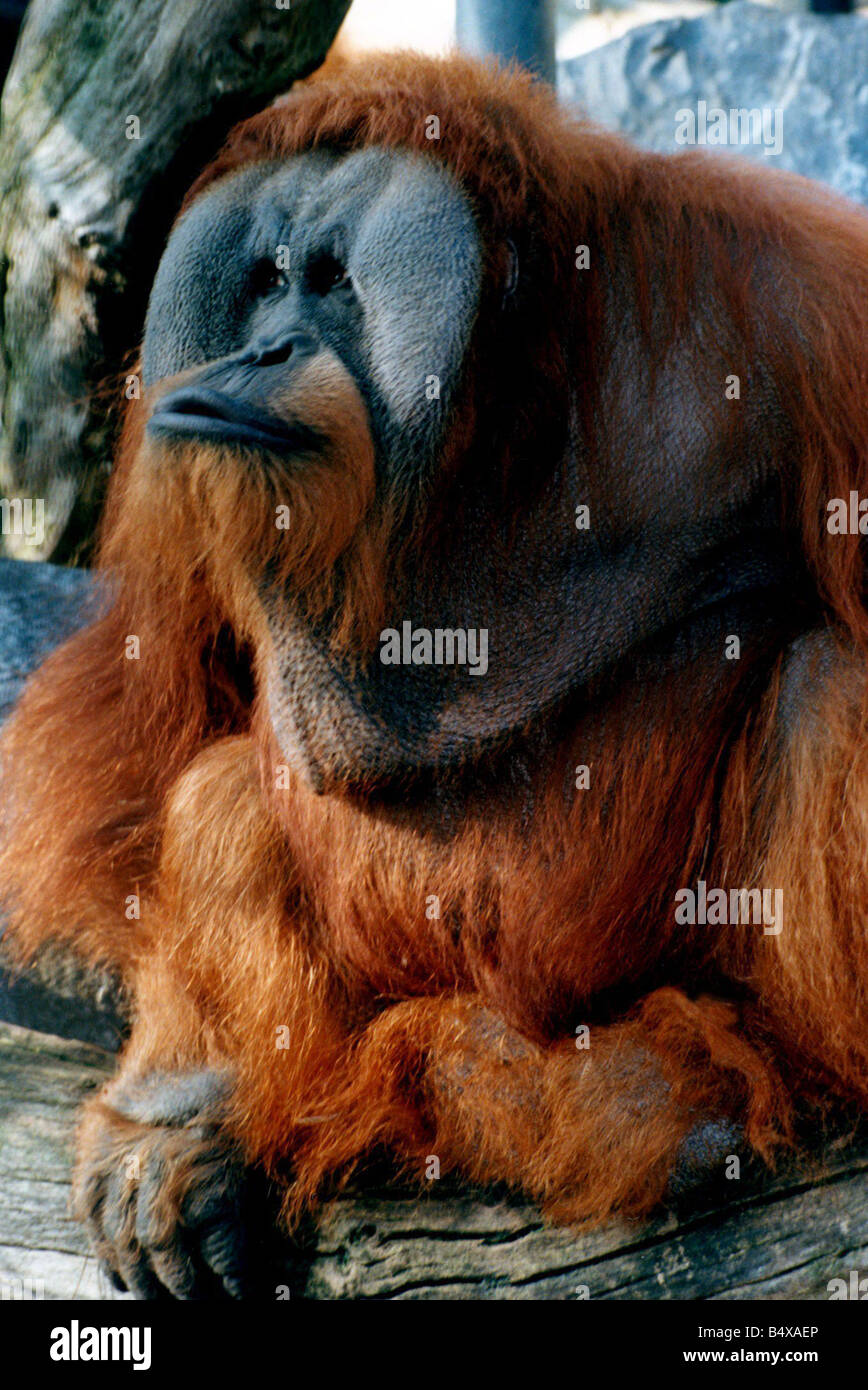 Animals wild monkeys apes orang outan orangoutan Adam the Orang utan ...
