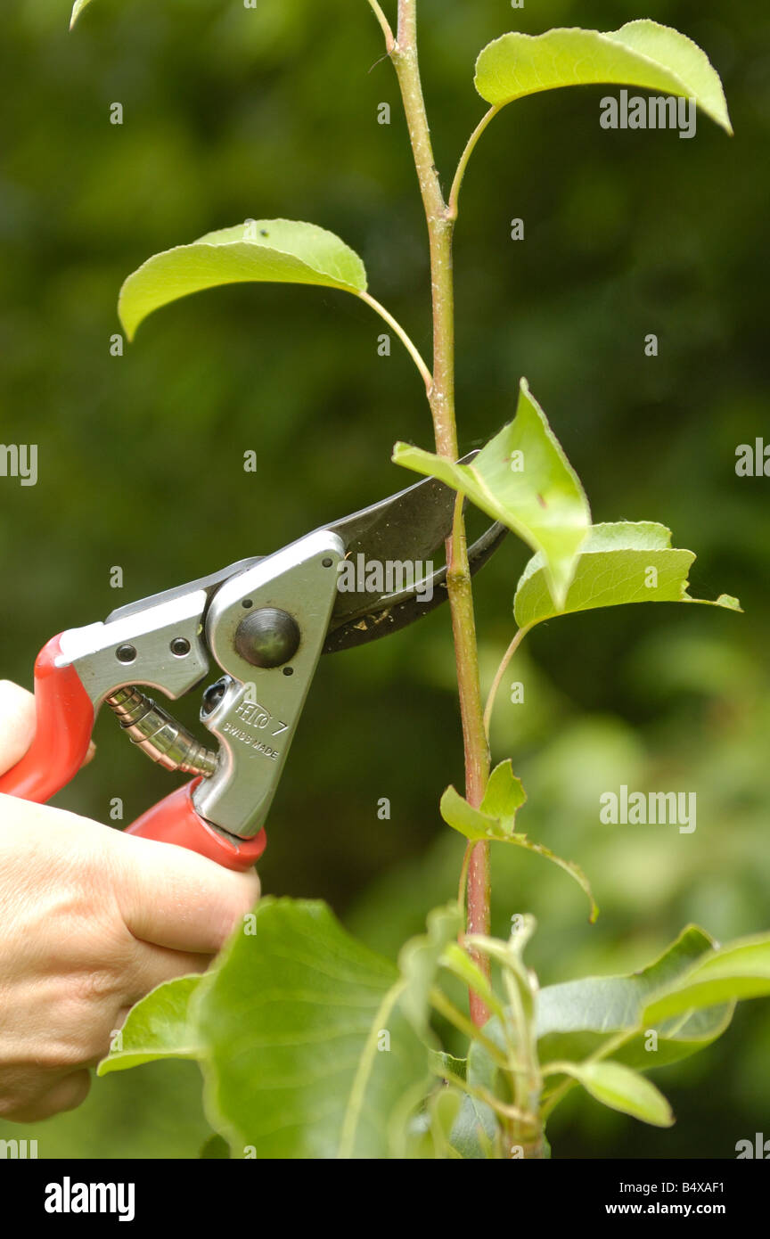 Pruning pear tree Stock Photo - Alamy