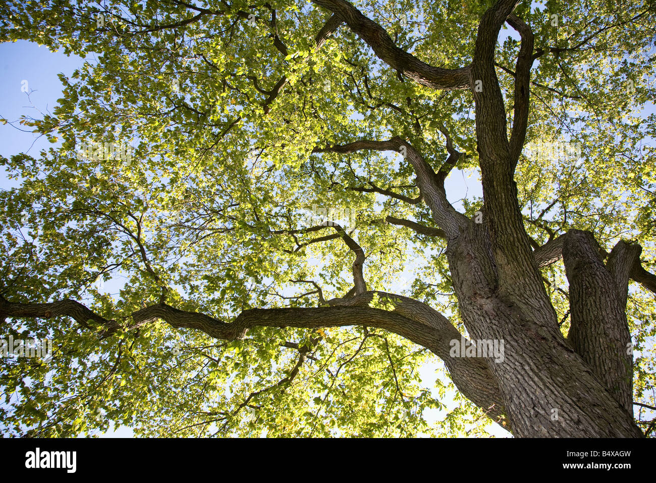 Low angle view of tree Stock Photo - Alamy