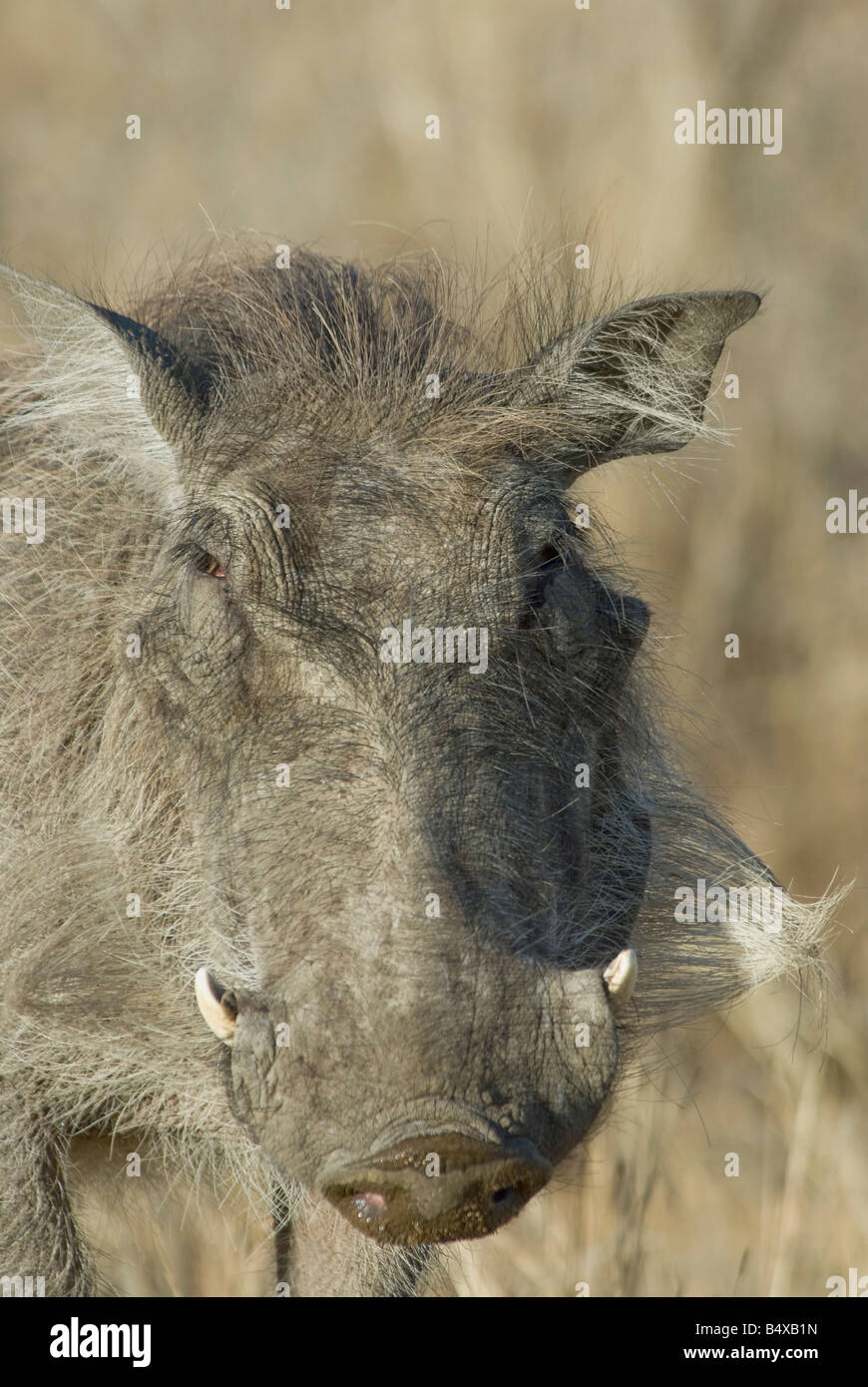 Close up warthog hi-res stock photography and images - Alamy
