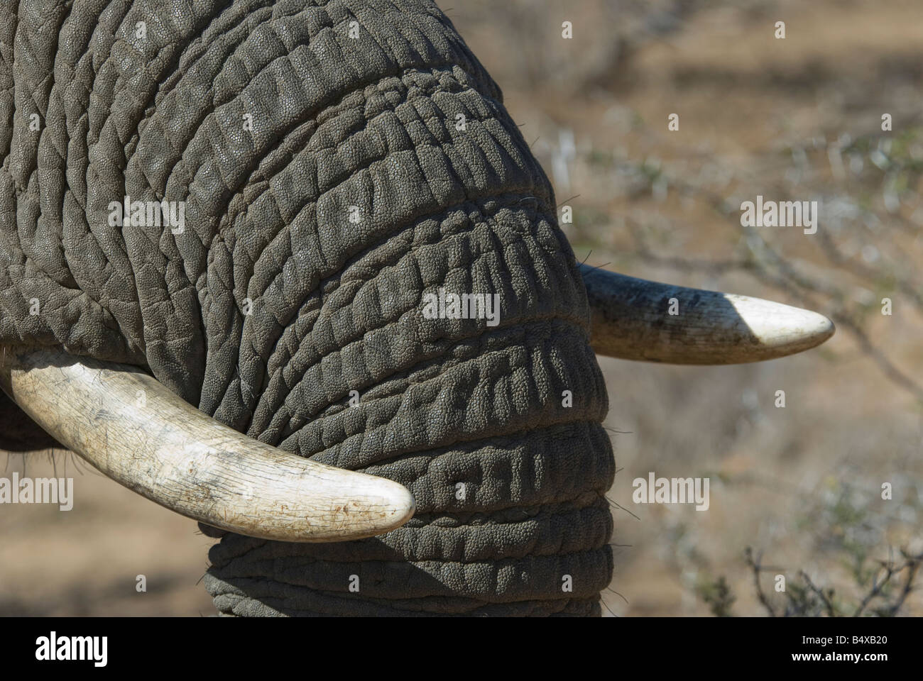 Trunk and tusk hi-res stock photography and images - Alamy