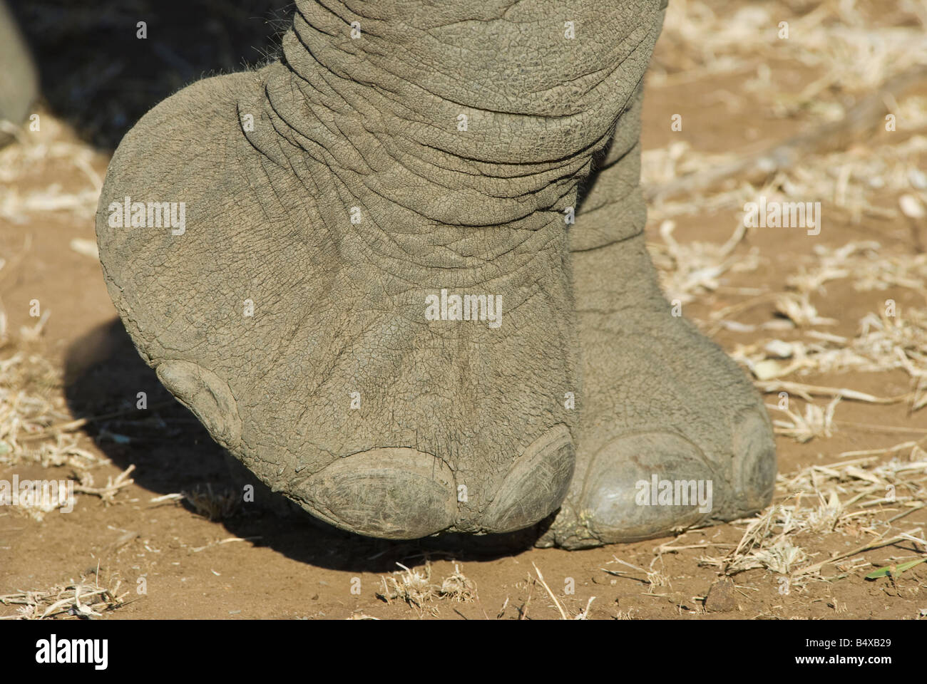 Elephant foot hi-res stock photography and images - Alamy