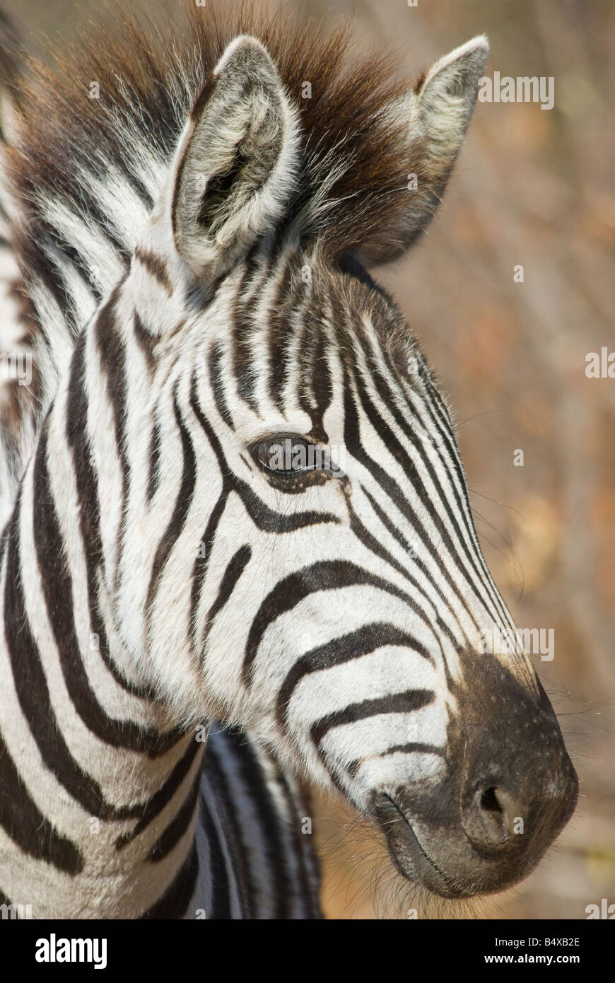 Portrait of zebra Stock Photo - Alamy