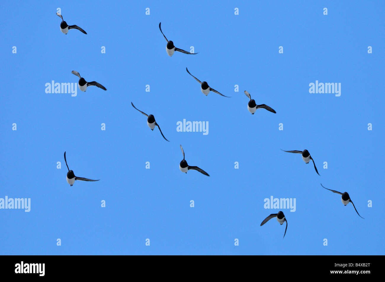 Little Auk flying Stock Photo - Alamy