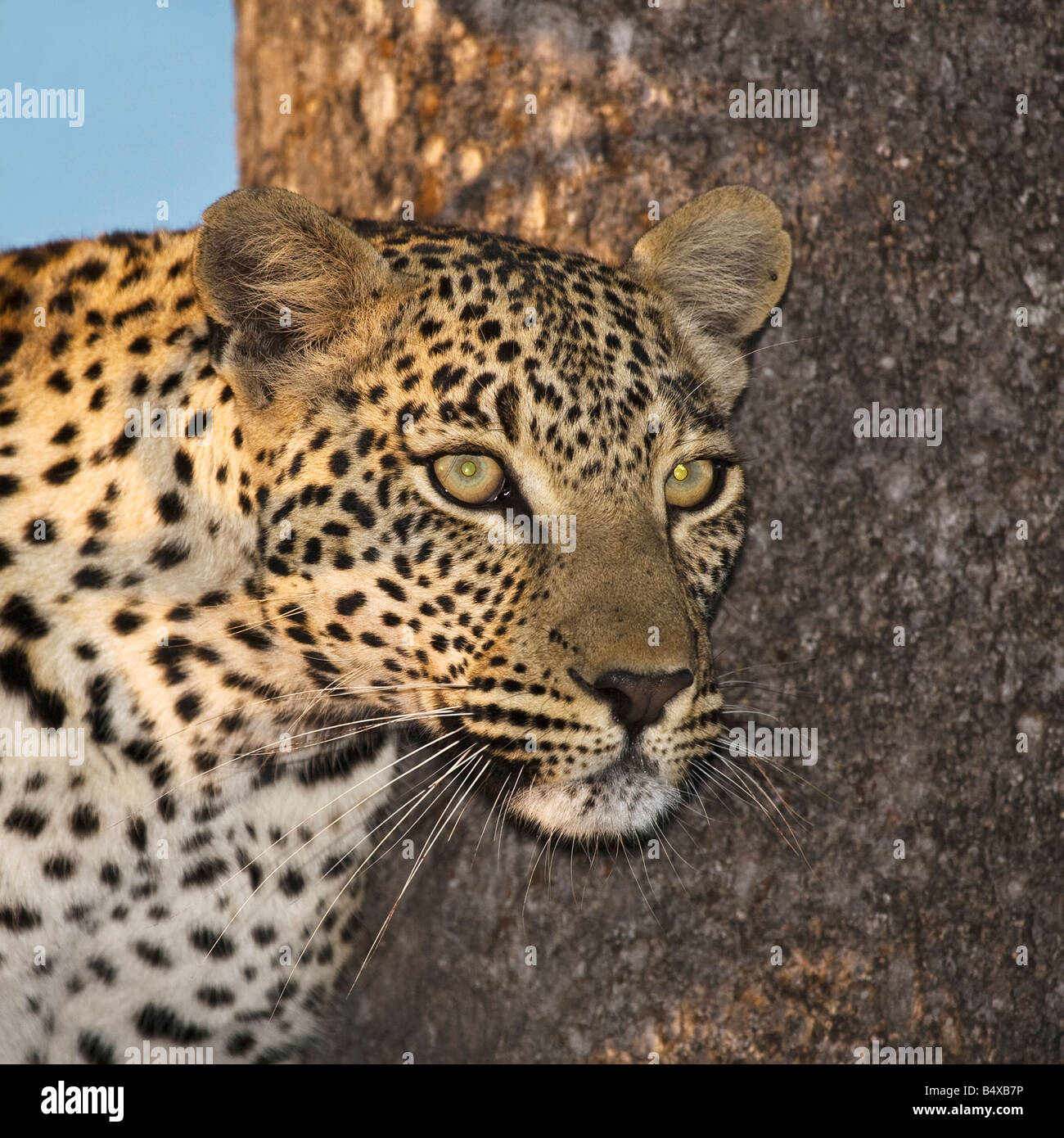 Close up wild leopard in tree Stock Photo - Alamy