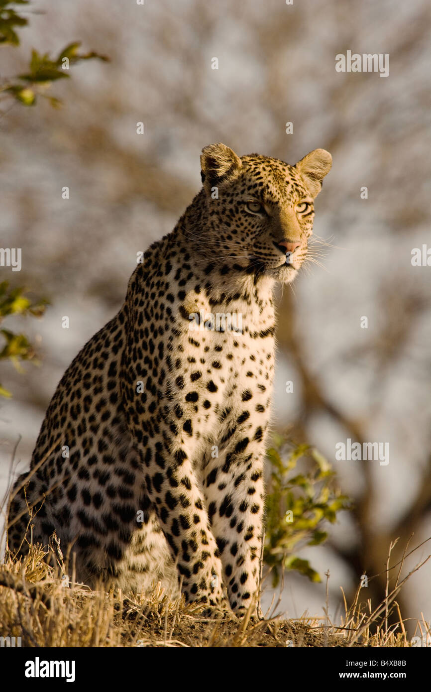 Leopard sitting hi-res stock photography and images - Alamy