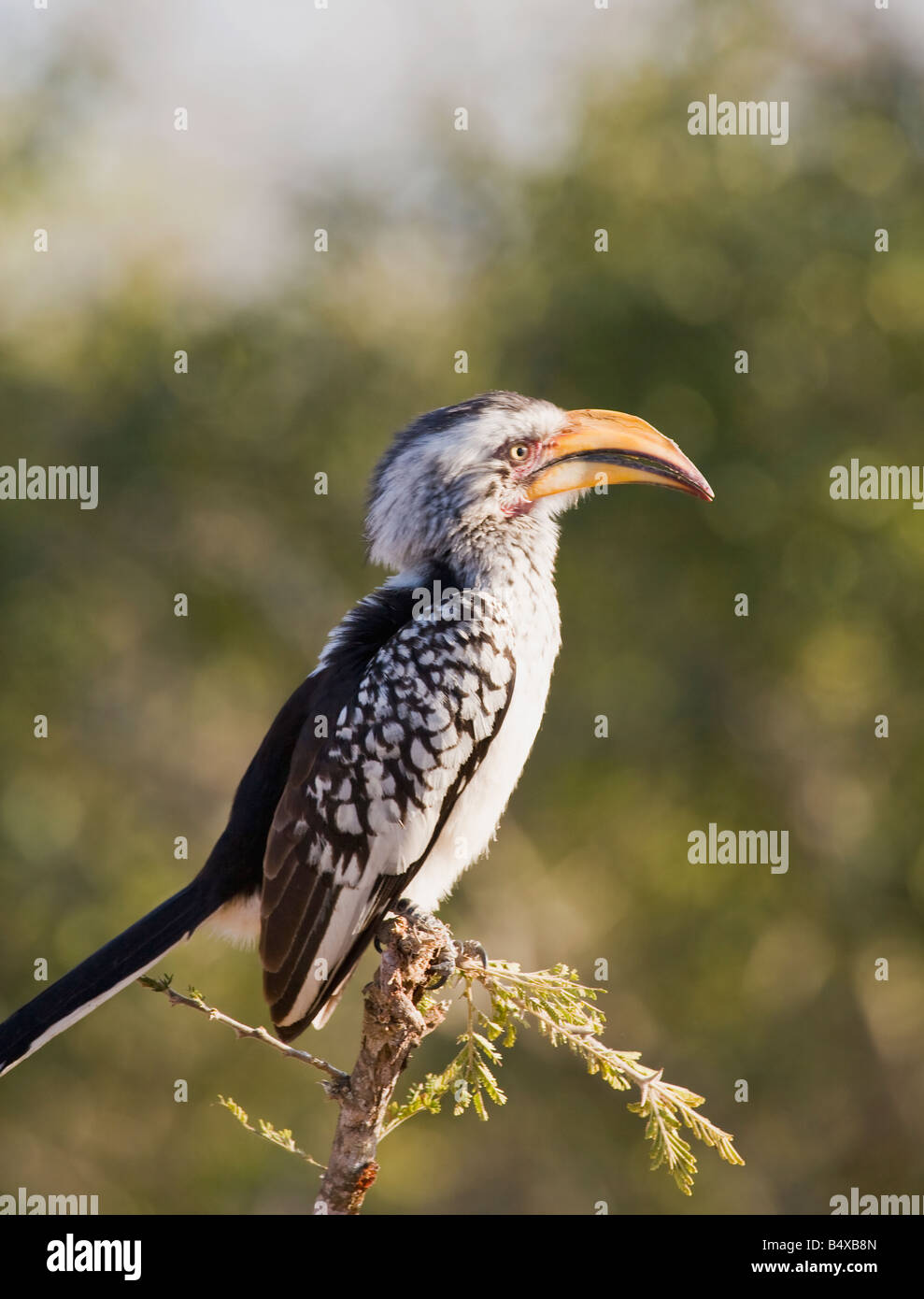 Bird perched on tree branch Stock Photo - Alamy