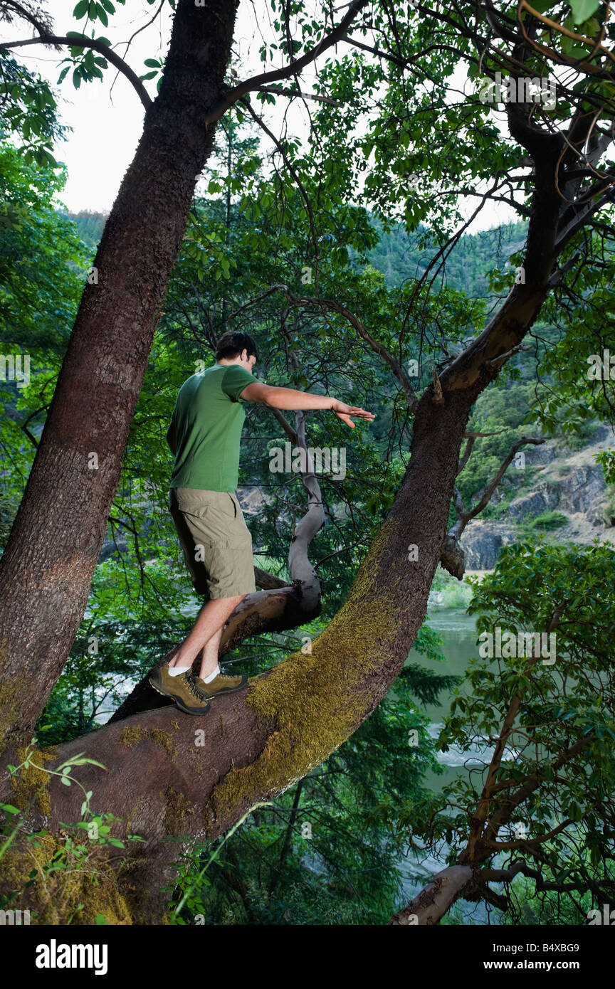 Man walking out on large tree branch Stock Photo - Alamy