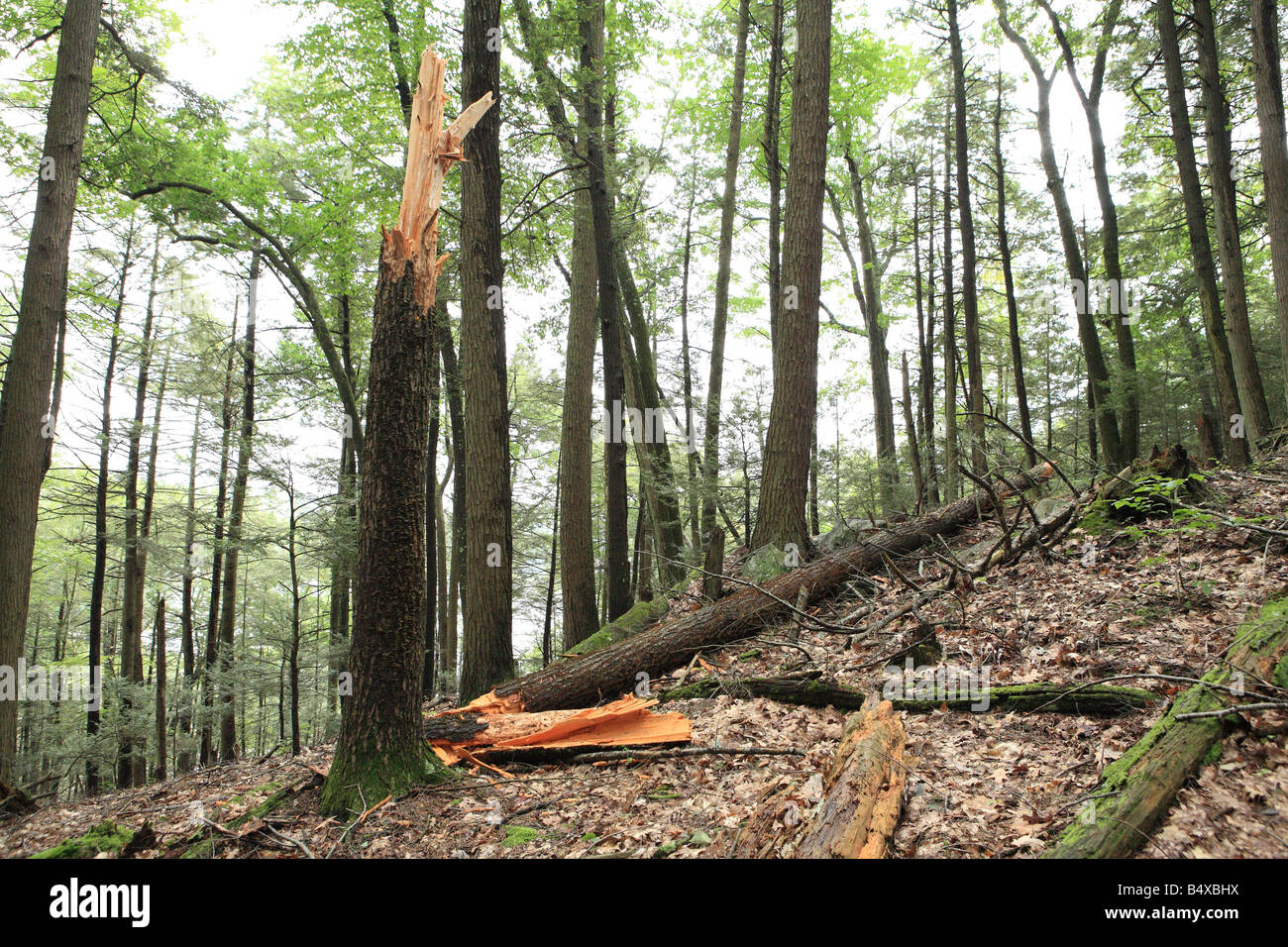 Dead tree struck by lightning hi-res stock photography and images - Alamy