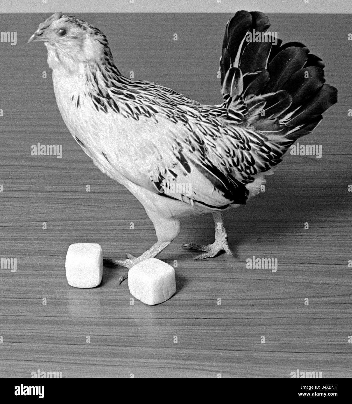 Chicken lays square eggs Circa April 1970 Stock Photo - Alamy
