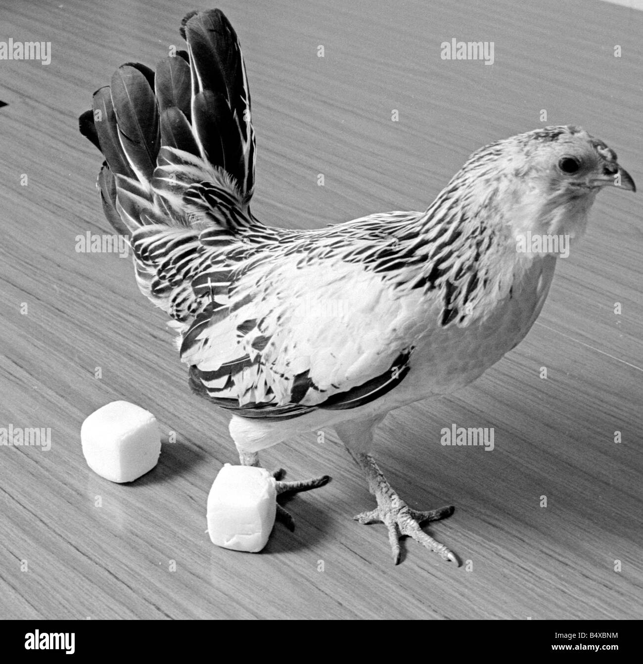 Chicken lays square eggs Circa April 1970 Stock Photo - Alamy