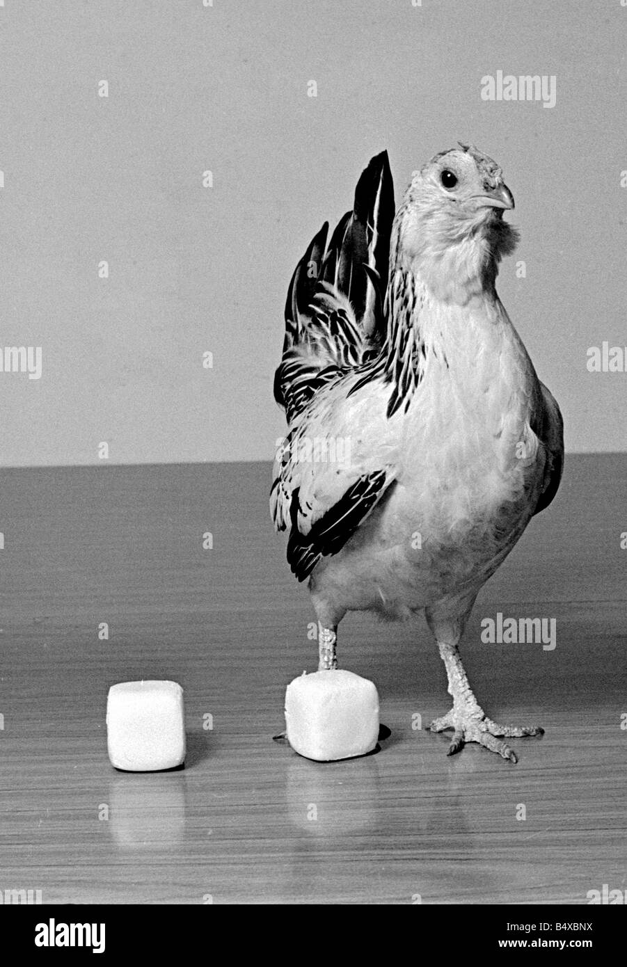 Chicken lays square eggs Circa April 1970 Stock Photo - Alamy