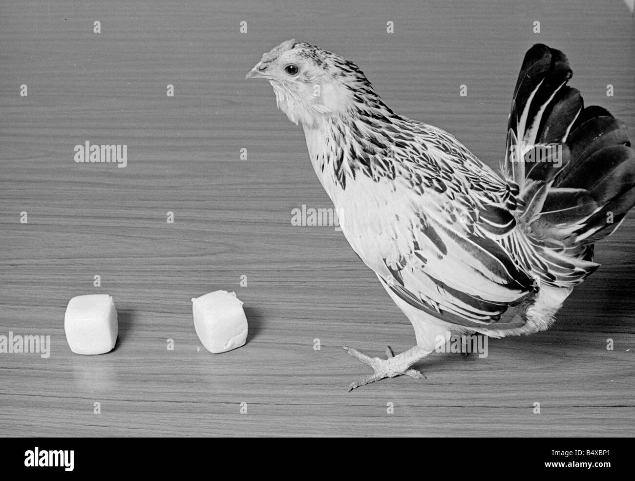 Chicken lays square eggs Circa April 1970 Stock Photo - Alamy