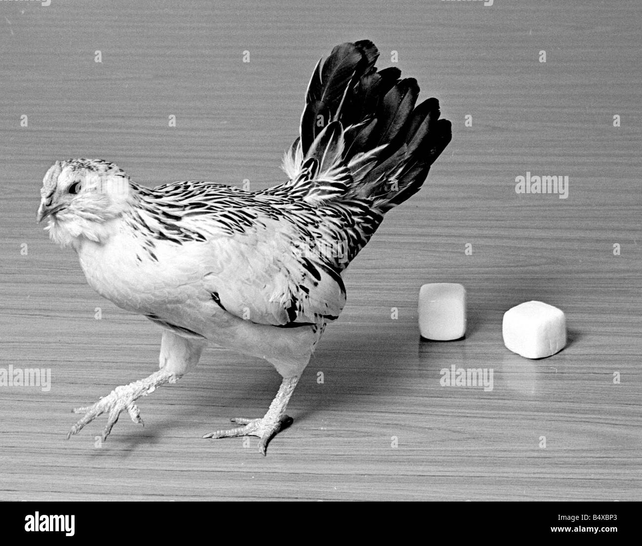 Chicken lays square eggs Circa April 1970 Stock Photo - Alamy