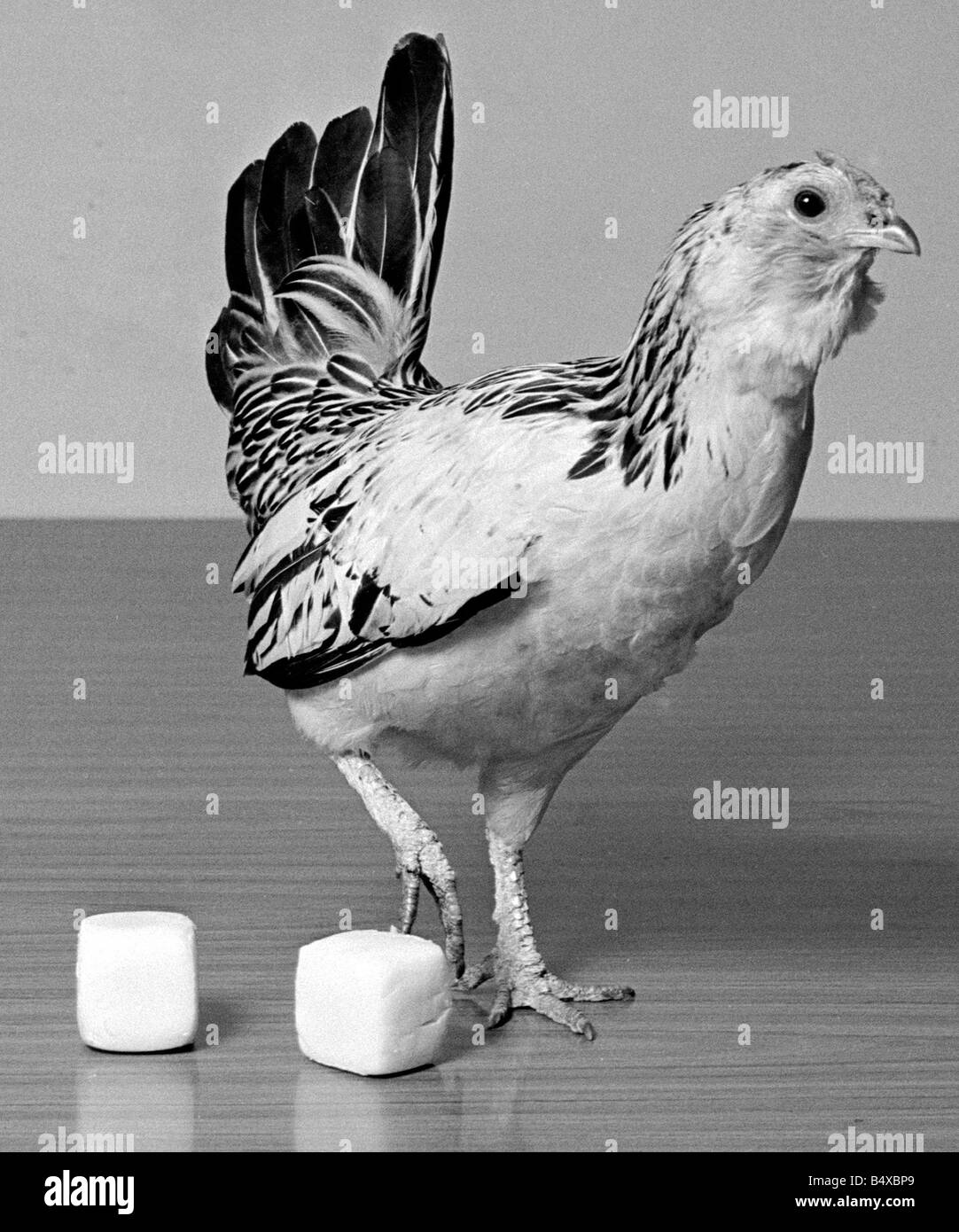 Chicken lays square eggs Circa April 1970 Stock Photo - Alamy