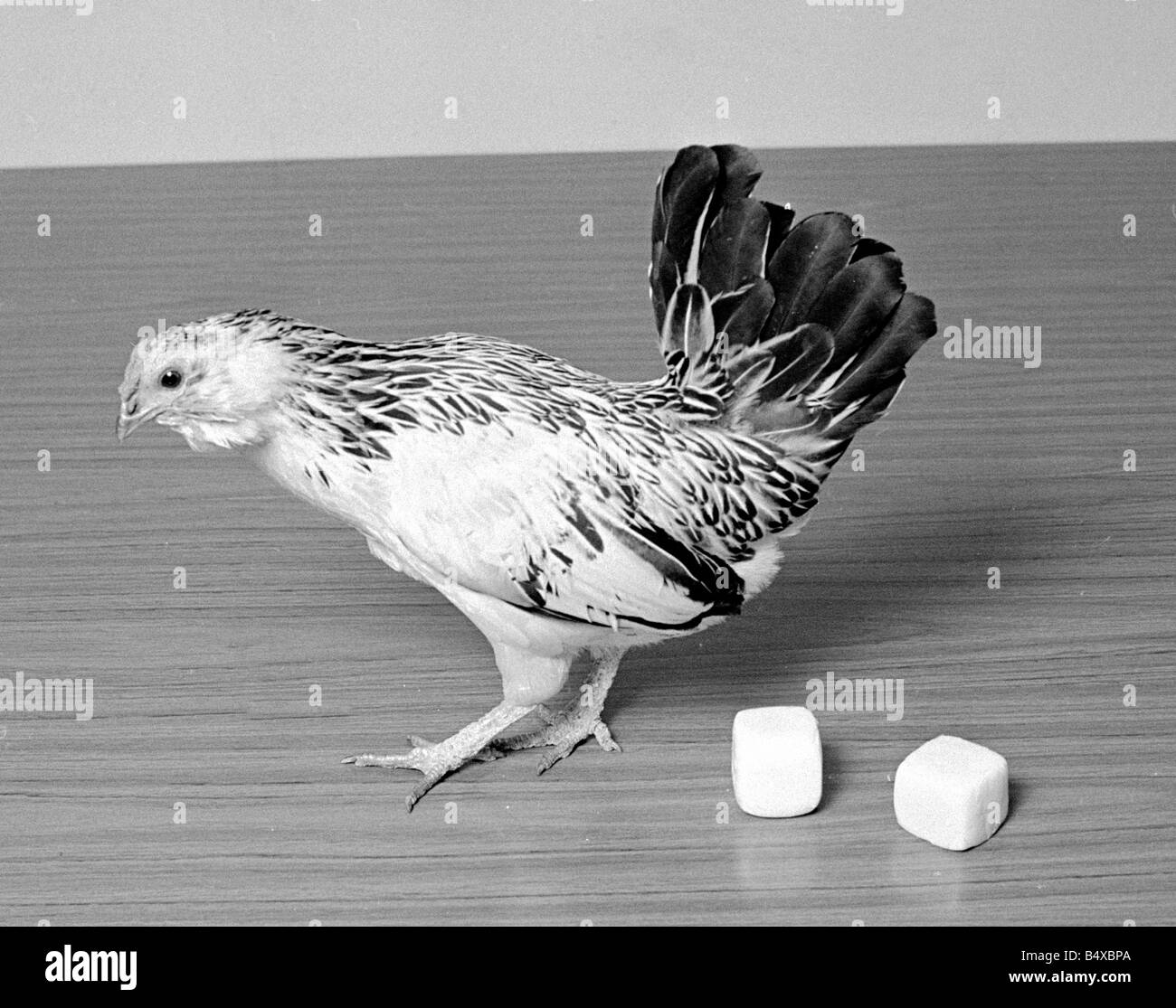 Chicken lays square eggs Circa April 1970 Stock Photo - Alamy