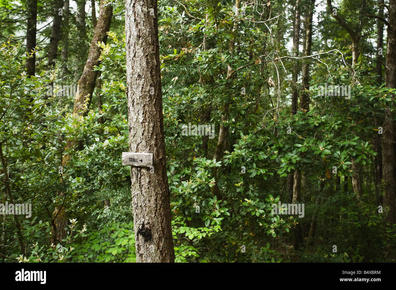 Trail sign on tree in forest Stock Photo - Alamy