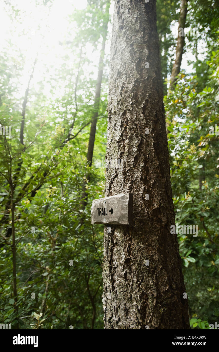 Trail sign on tree in forest Stock Photo - Alamy