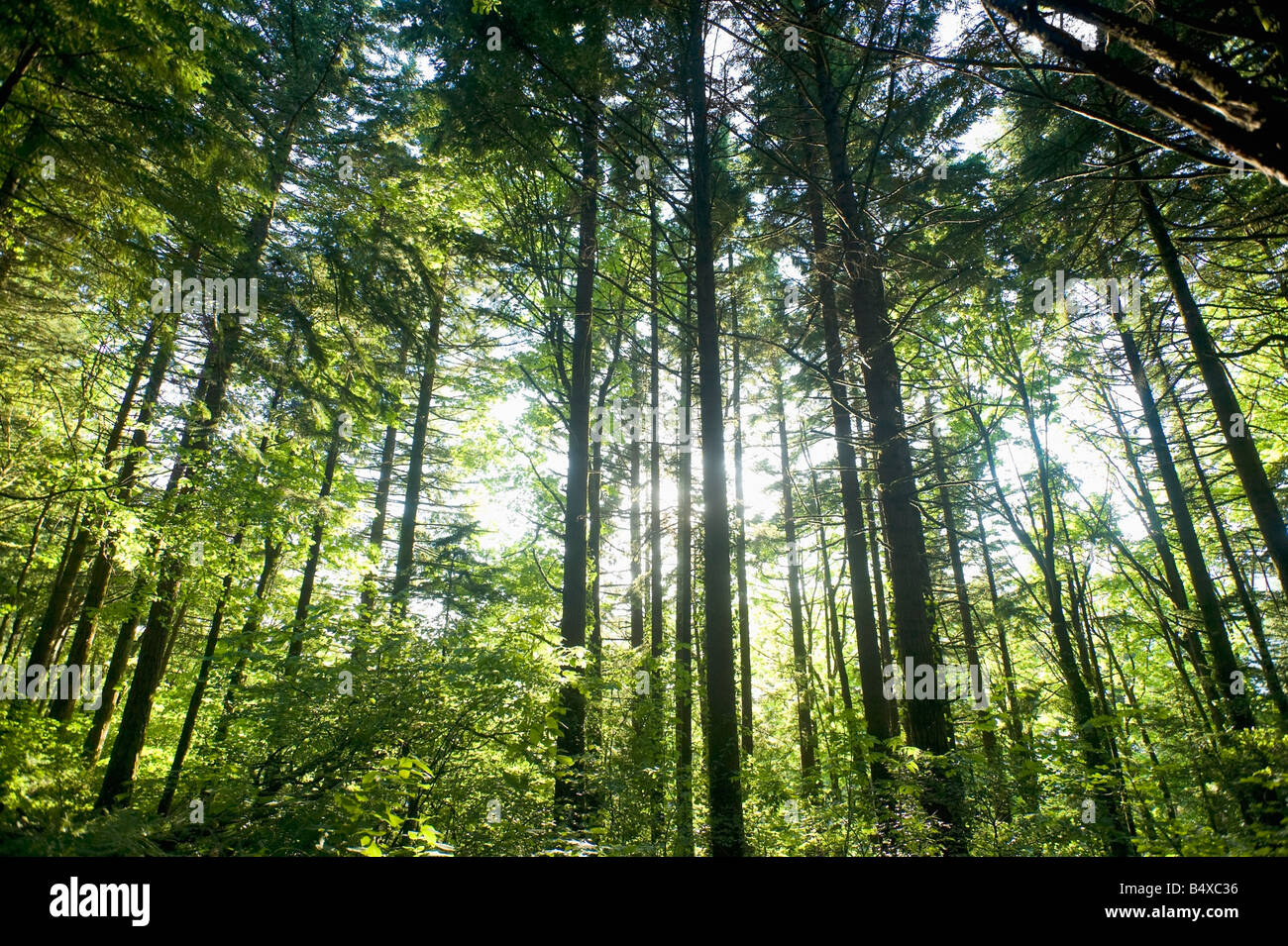 Low angle view of forest Stock Photo - Alamy